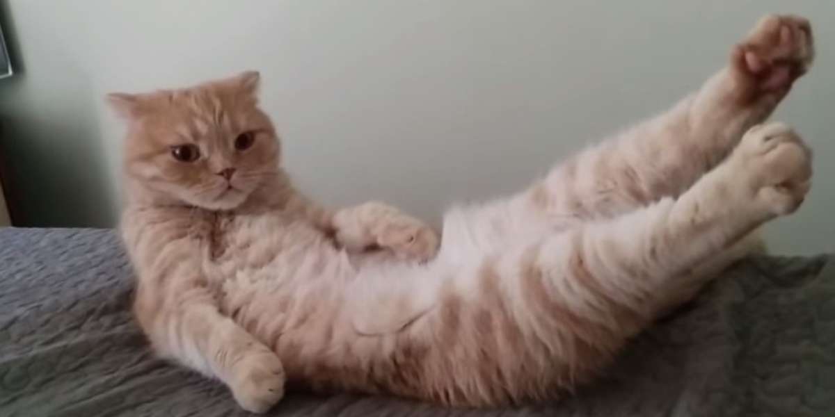 Yogi Cat Invents Pose To Rival Downward-Facing Dog - The Dodo