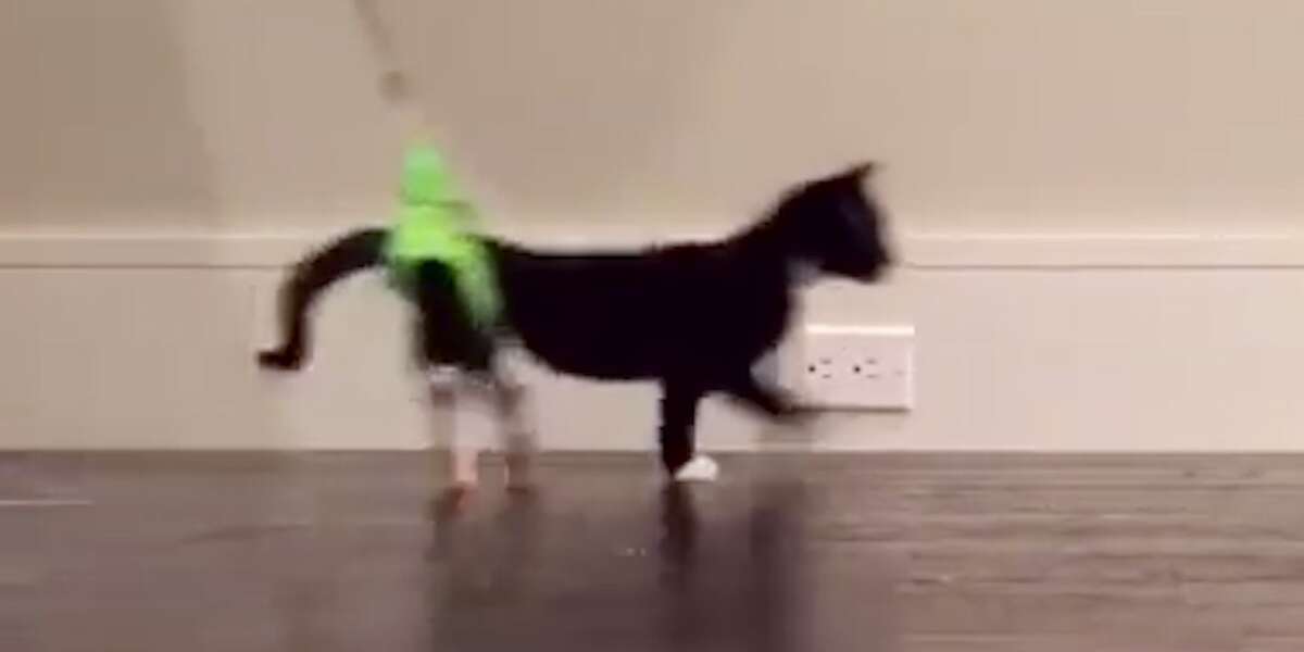 Cat With 2 Legs Has Figured Out How To Get Around Fast - The Dodo
