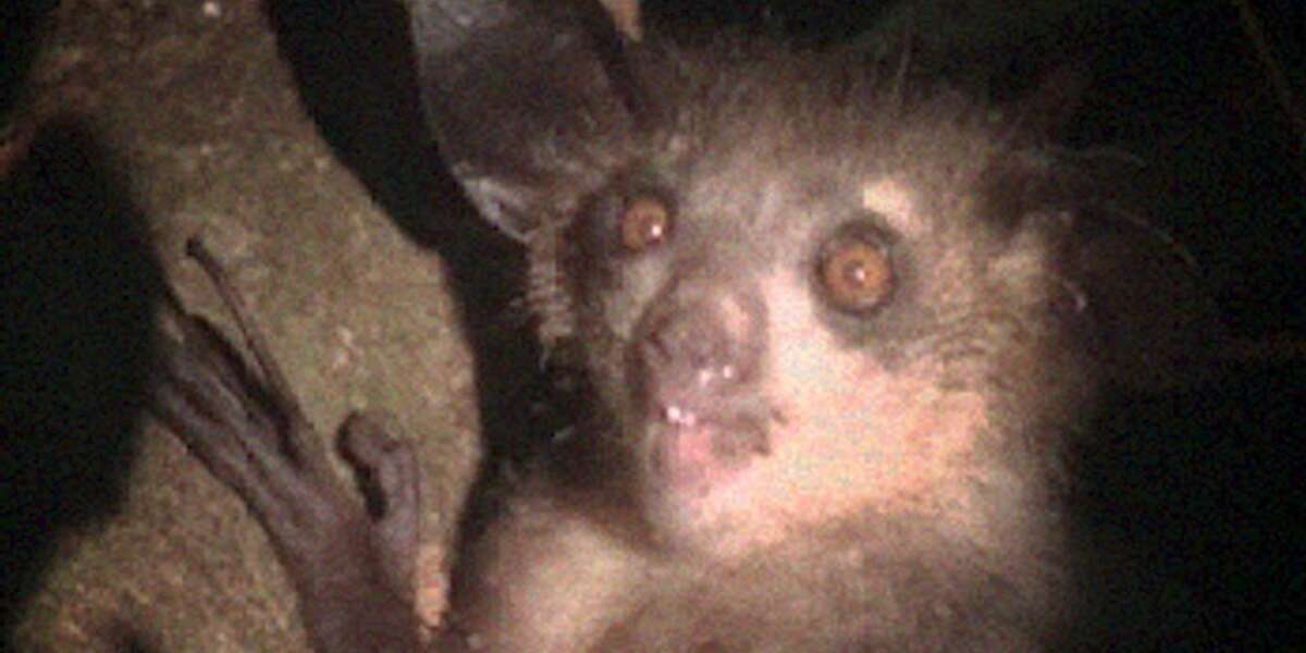 Cutest Forest Creatures Are Getting Killed For Being 'Evil' - The Dodo