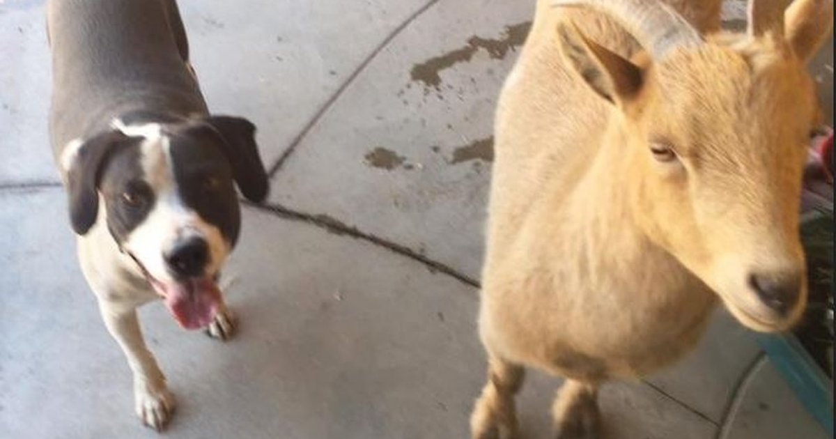 Dog And Goat Are Best Friends — And Need The Perfect Home Together ...