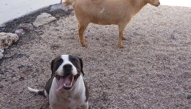 Dog And Goat Are Best Friends — And Need The Perfect Home Together ...