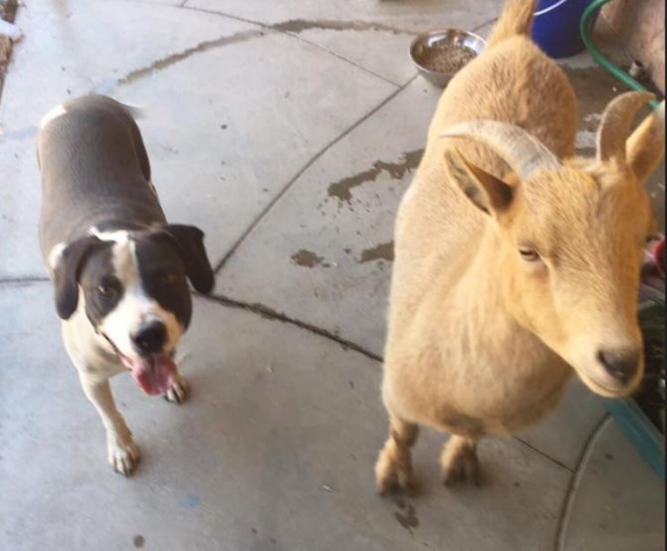 Dog And Goat Are Best Friends — And Need The Perfect Home Together ...