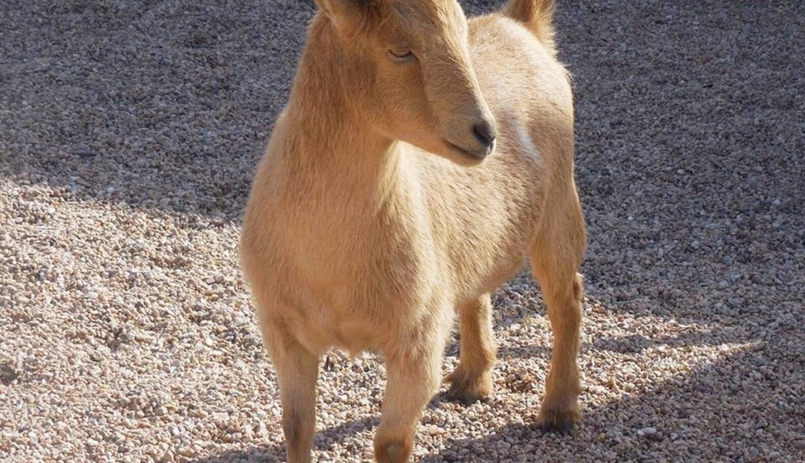 Dog And Goat Are Best Friends — And Need The Perfect Home Together ...