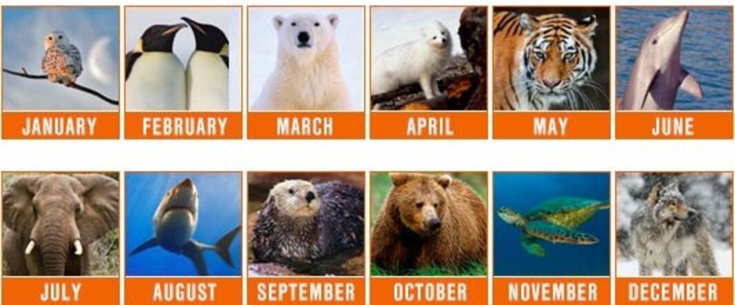 Cruelty-Free Shopping Guide To Survive Black Friday - The Dodo