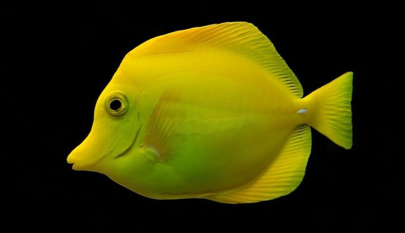 Caught On Camera: Aquarium Fish Collector Attacks Conservationist Over ...