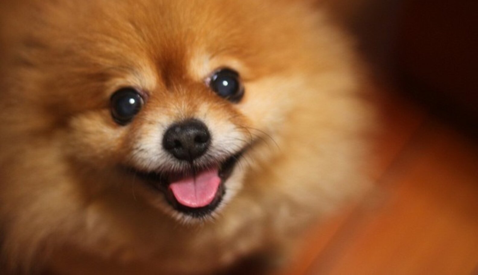 Can Animals Be Too Happy Or Have Too Much Fun? - The Dodo