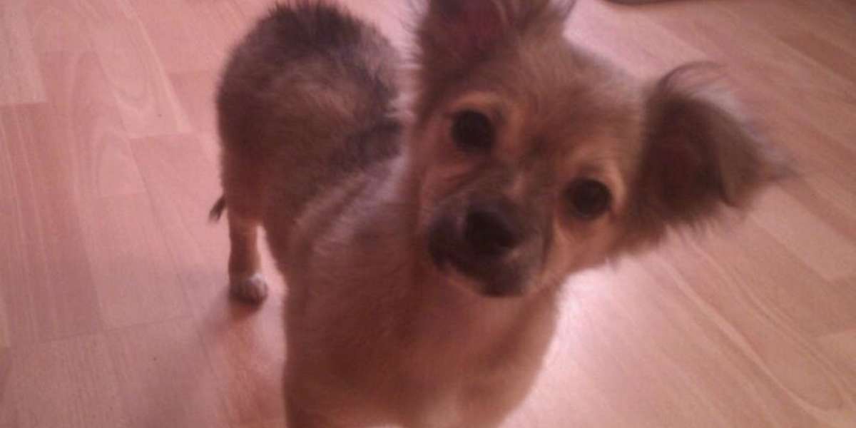 What Dog Shelters Taught Me About Buddhism - The Dodo