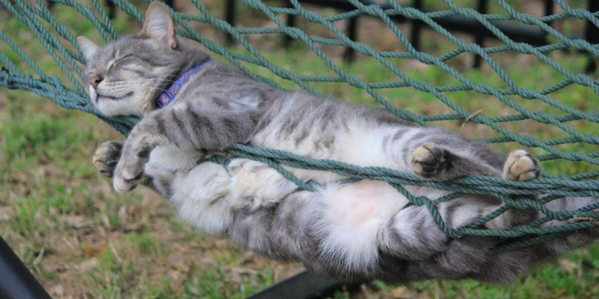 The 10 Most Chill Moments In Cat History - The Dodo