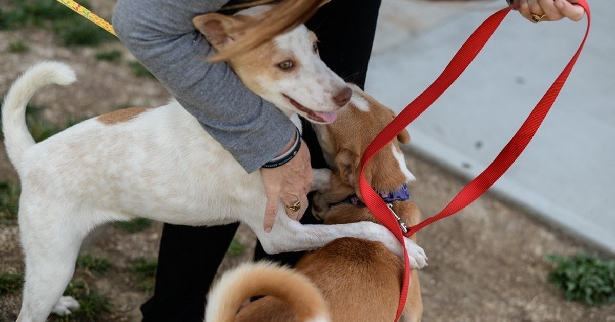 My Girlfriend Fell In Love With 2 Puppies In Myanmar - The Dodo