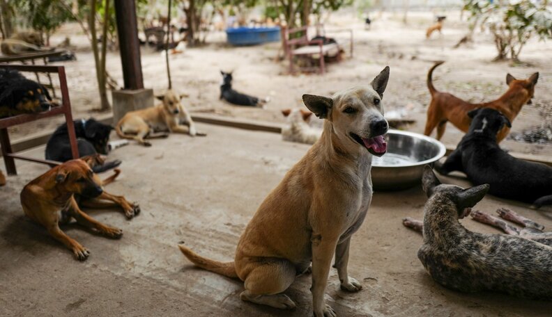 My Girlfriend Fell In Love With 2 Puppies In Myanmar - The Dodo