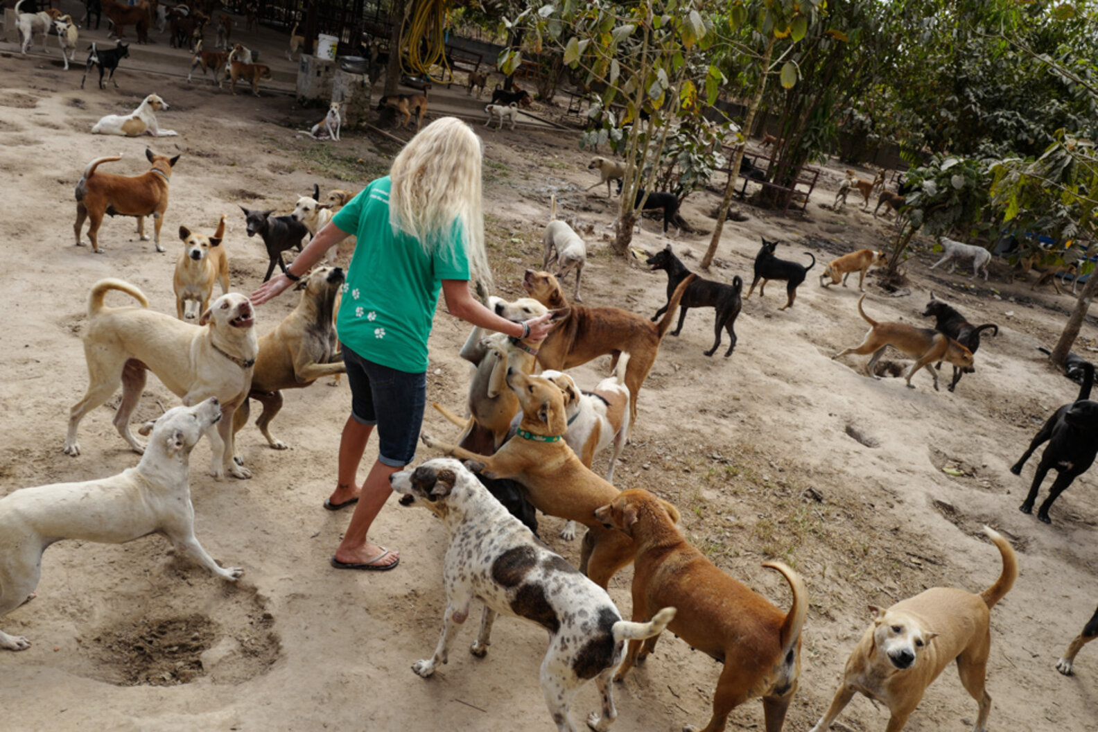 My Girlfriend Fell In Love With 2 Puppies In Myanmar - The Dodo