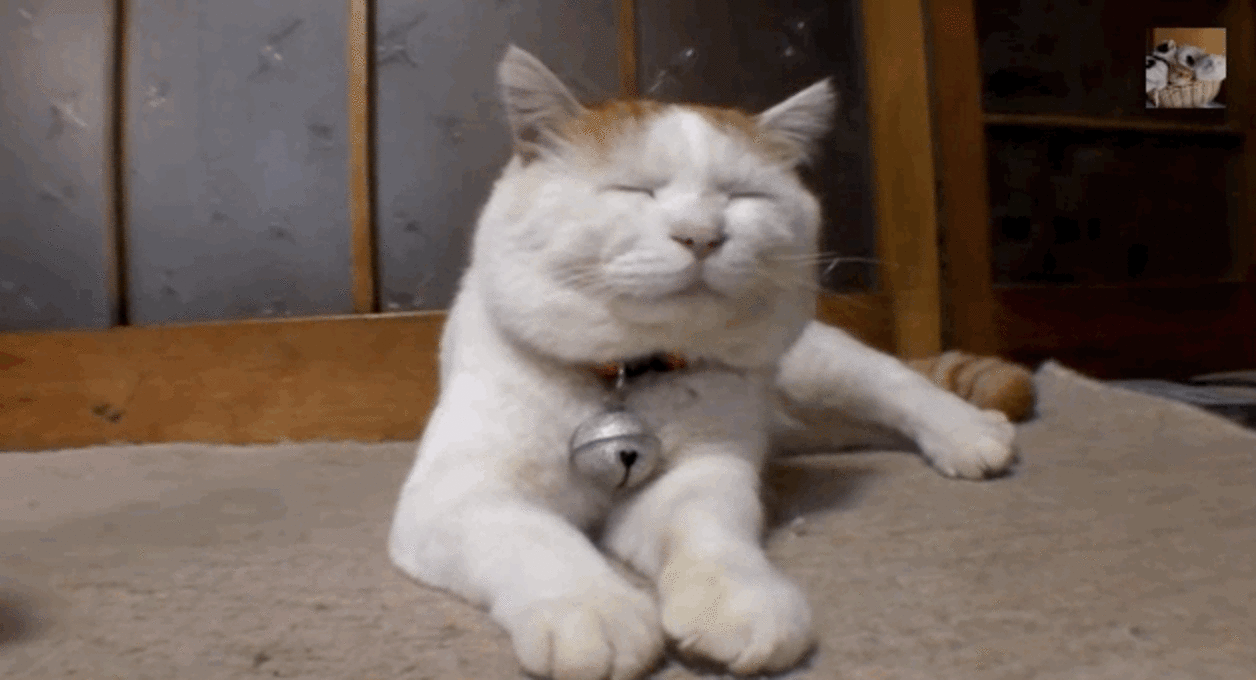 The 10 Most Chill Moments In Cat History - The Dodo
