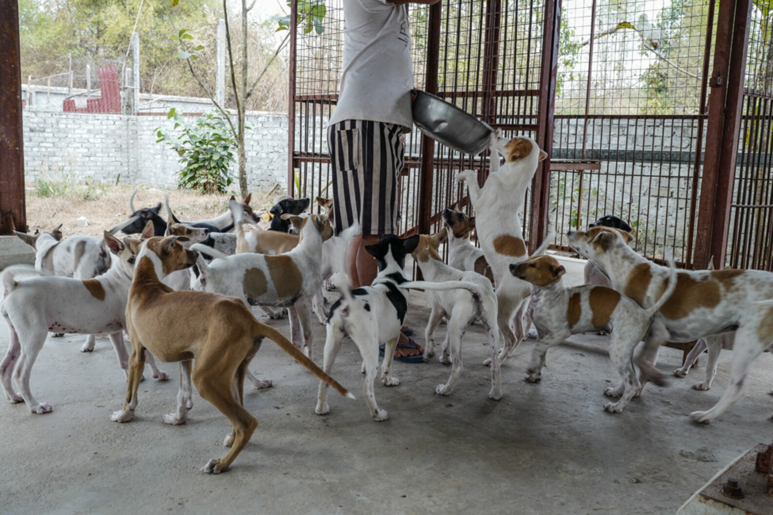 My Girlfriend Fell In Love With 2 Puppies In Myanmar - The Dodo