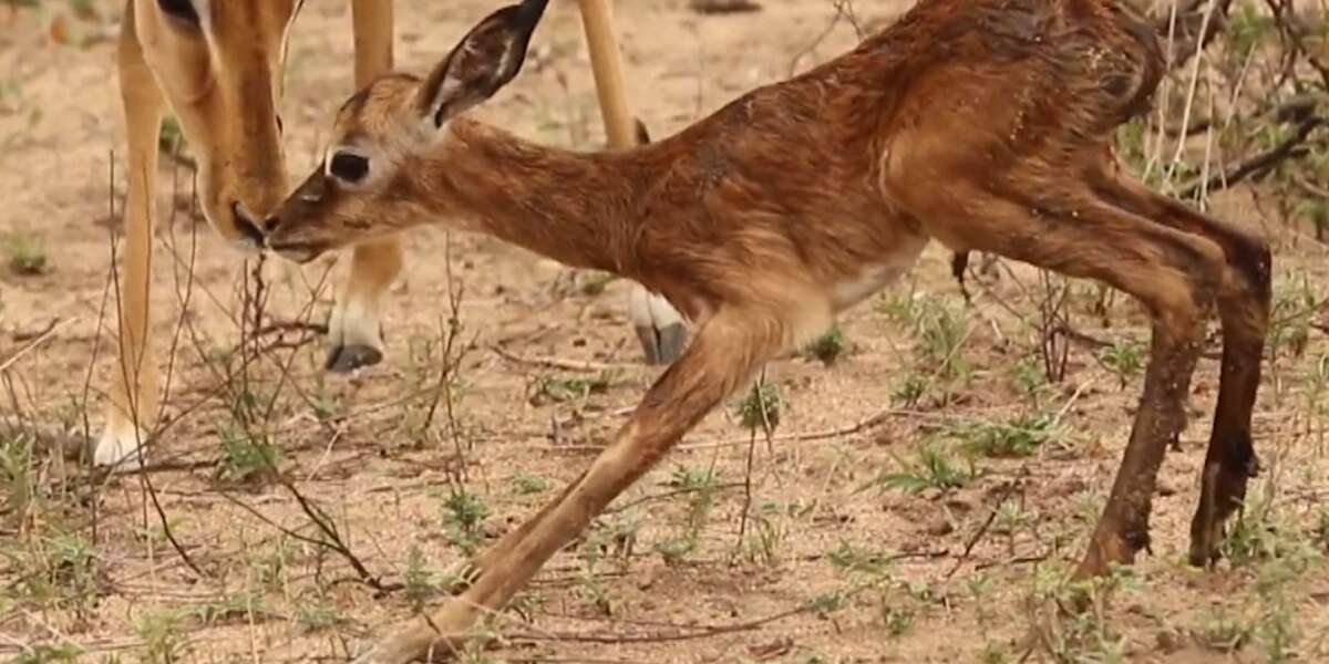 Baby Impala Takes His First Steps - The Dodo