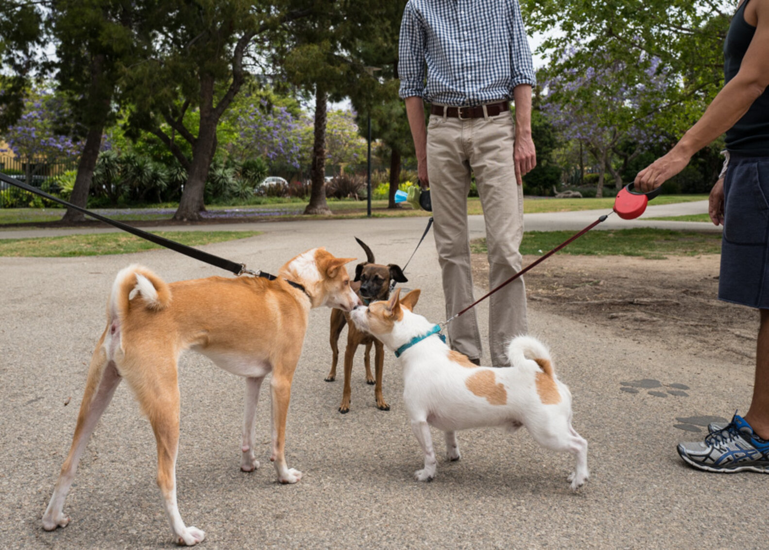 My Girlfriend Fell In Love With 2 Puppies In Myanmar - The Dodo