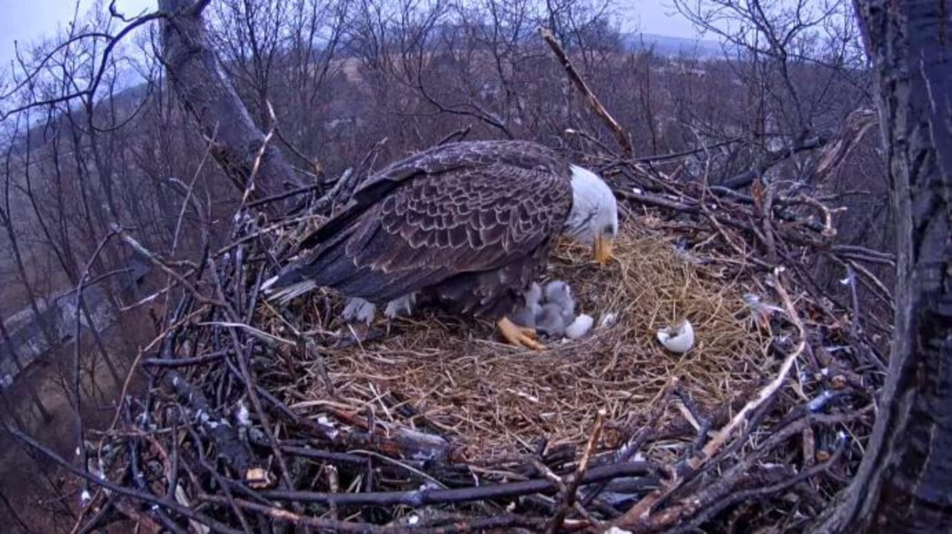 Devoted Eagle Parents' Hard Work Pays Off ... With Fuzzy Hatchlings ...