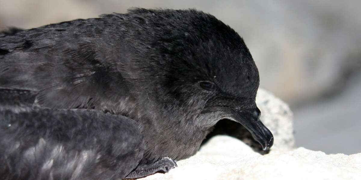 Bird Finally Discovers New Zealand - The Dodo