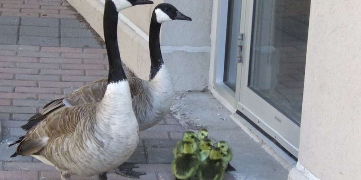 Goose Couple Shows Up On Doorstep With Their Newborns - The Dodo