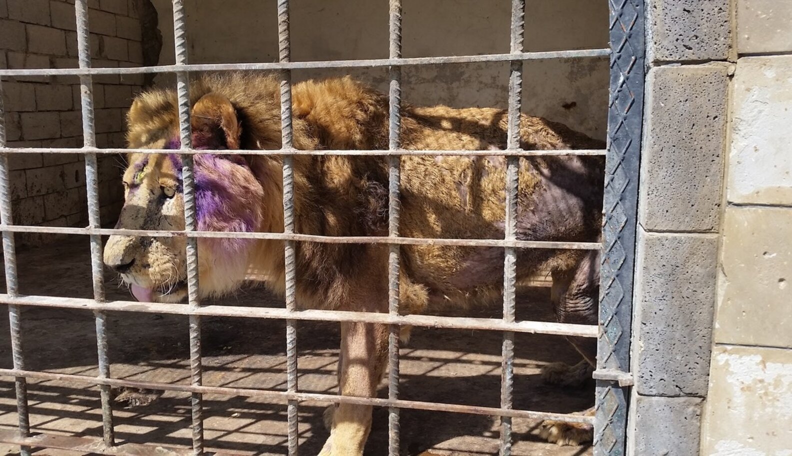 Animals starving to death in Yemen zoo - The Dodo