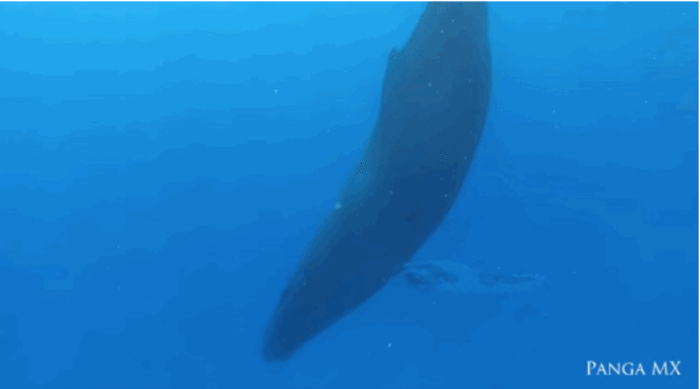 Rare Footage Captures A Sleepy Whale Waking Up From A Nap - The Dodo