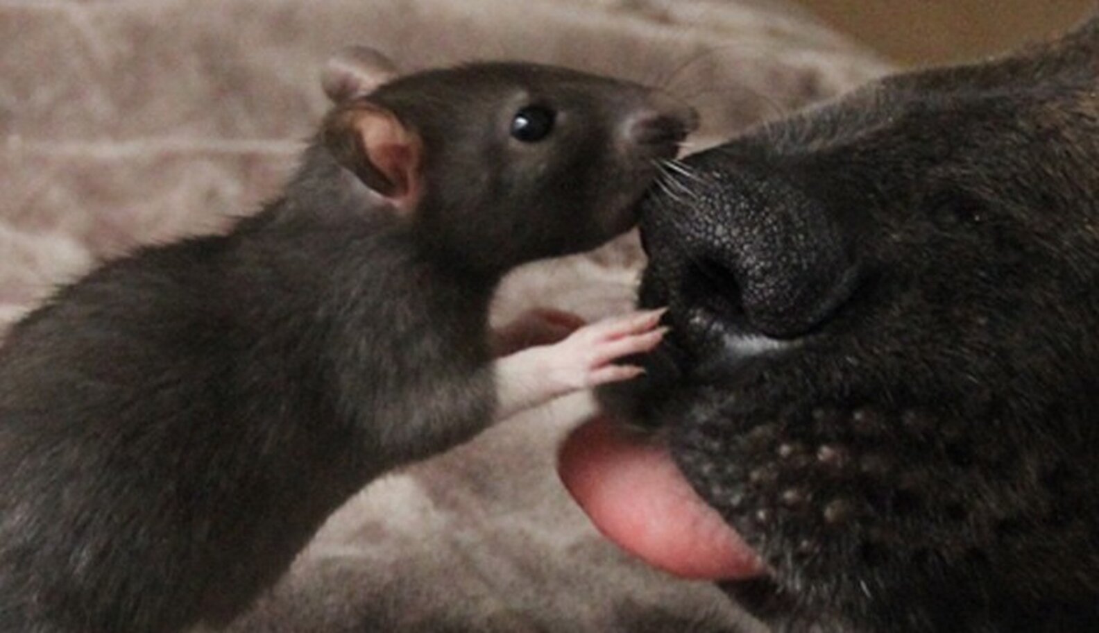 Photos Show Dog And Rat Sharing The Sweetest Little Friendship - The Dodo