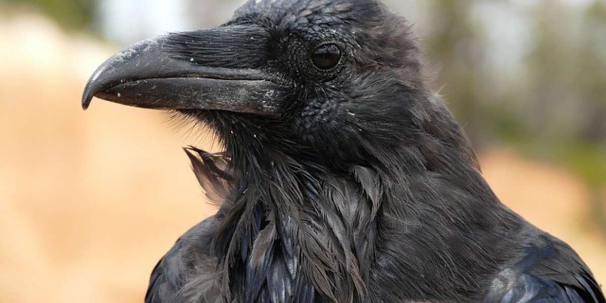 Video: Real-Life Talking Raven Comes Tapping On Man's Window - The Dodo