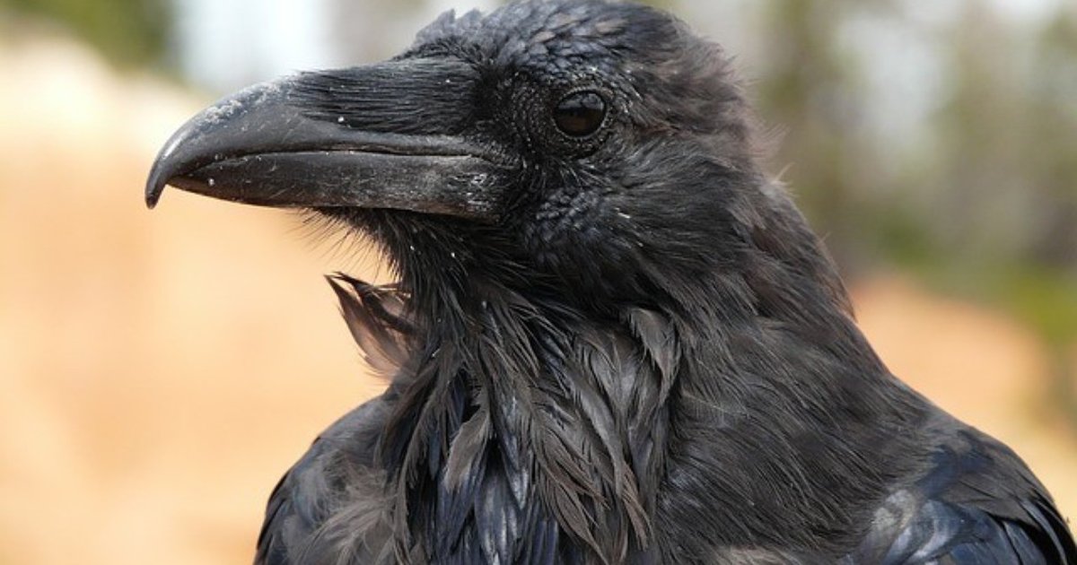 Video: Real-Life Talking Raven Comes Tapping On Man's Window - The Dodo