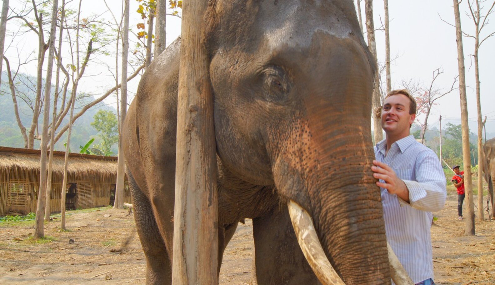 Elephants And Humans Share A Unique Biological Connection - The Dodo