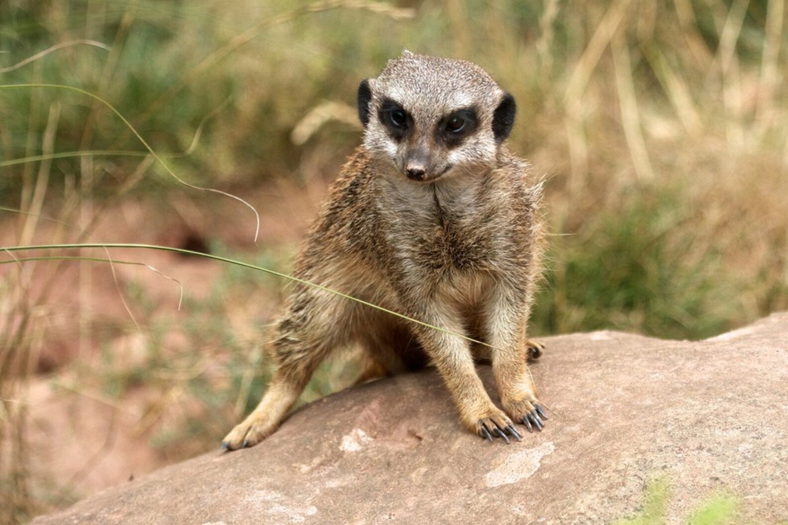 8 Animals With Abilities That Seem Almost Supernatural - The Dodo