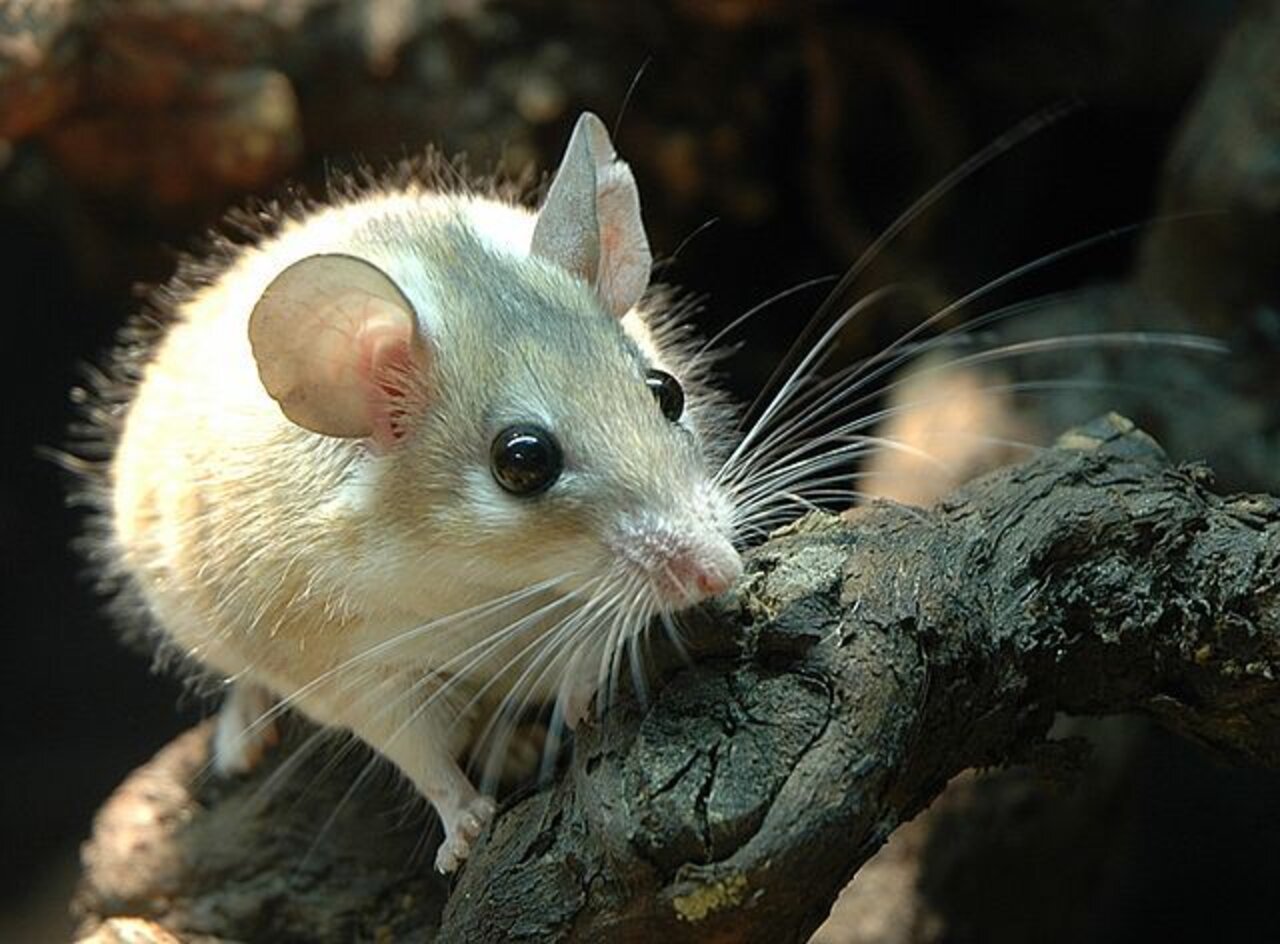 8 Animals With Abilities That Seem Almost Supernatural - The Dodo