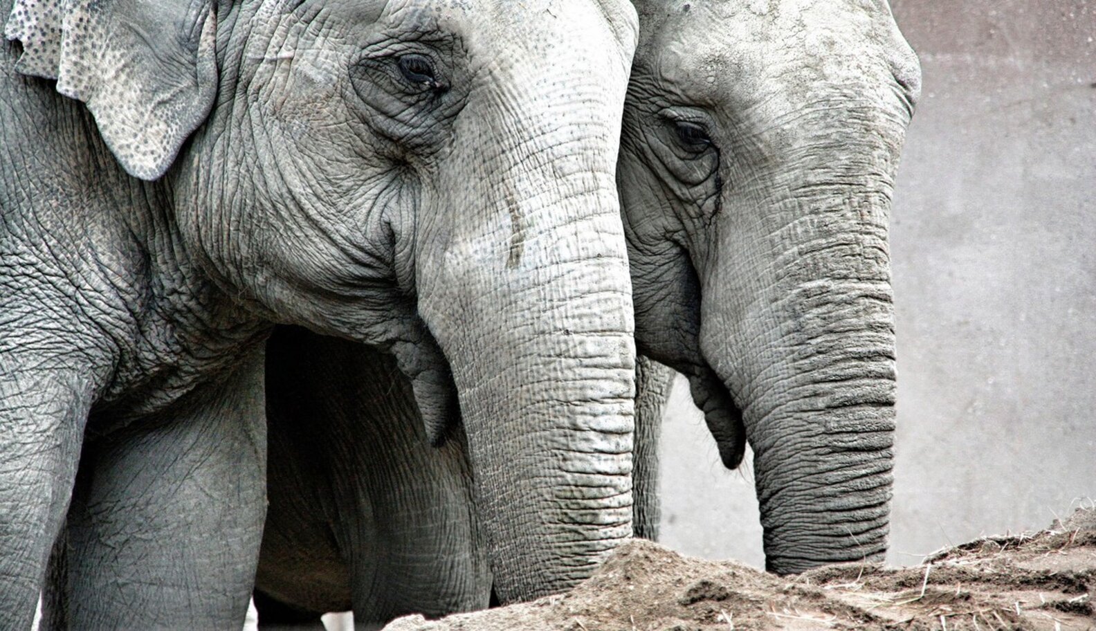 Elephants And Humans Share A Unique Biological Connection - The Dodo