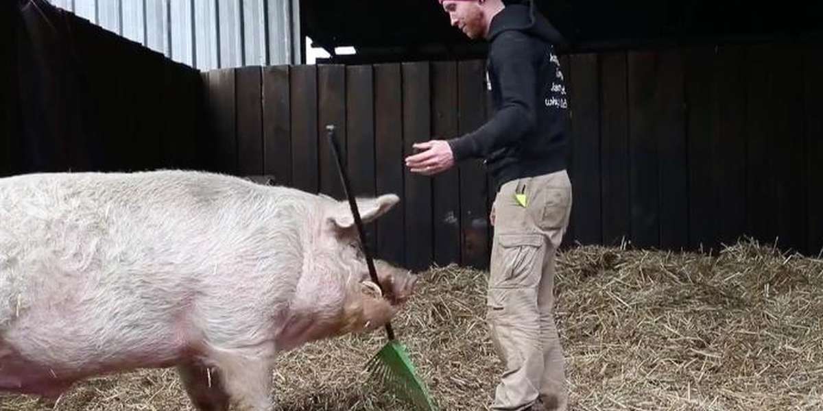 Pig Decides To Help Out His Rescuers The Best Way He Can - The Dodo