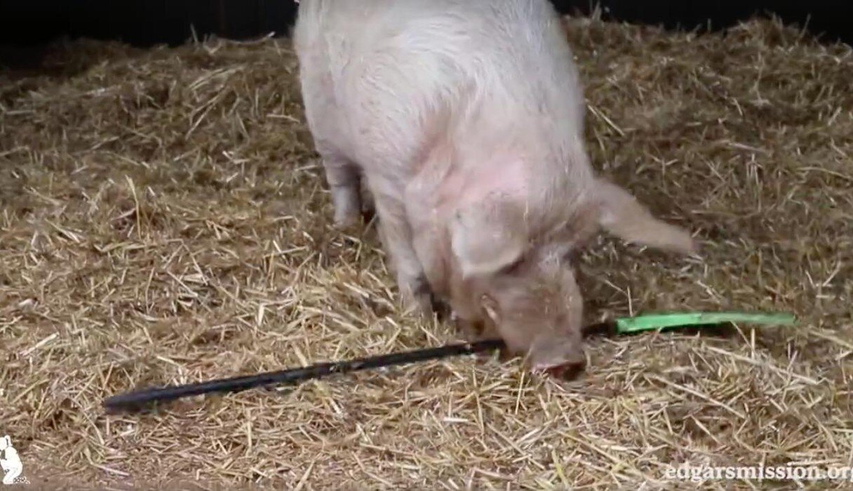 Pig Decides To Help Out His Rescuers The Best Way He Can - The Dodo