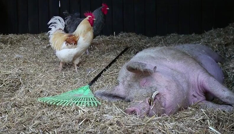 Pig Decides To Help Out His Rescuers The Best Way He Can - The Dodo
