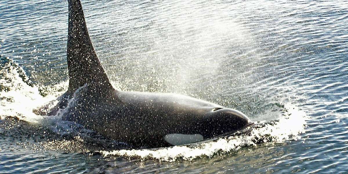Tragic Tale Of 1930s Orca Shows U.S. Has Long Mistreated Whales - The Dodo