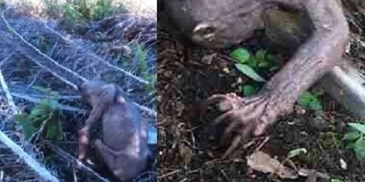 'Alien-Like Creature' From Tragic Viral Video Has Been Rescued - The Dodo