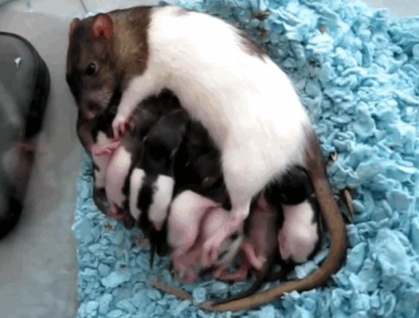 Rats get a bad rap … but according to science they’re actually ...
