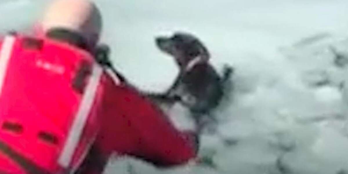 She Was Stranded On Melting Ice For 3 Days - The Dodo