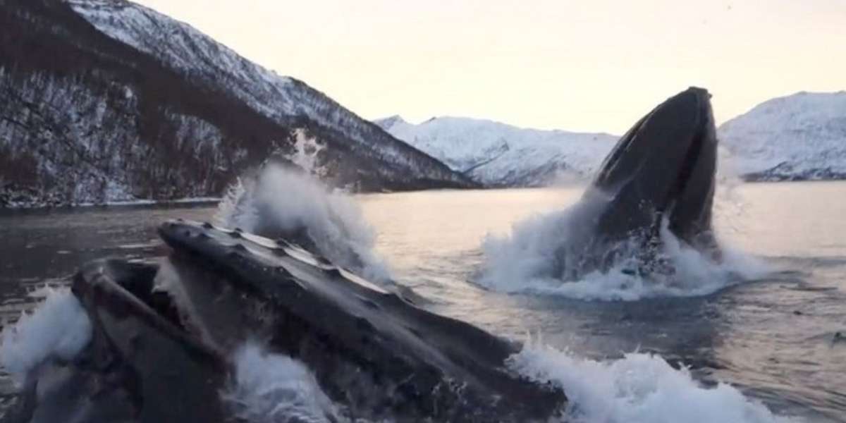 6 Humpback Whales Burst From The Water Feet Away From Stunned Boaters ...