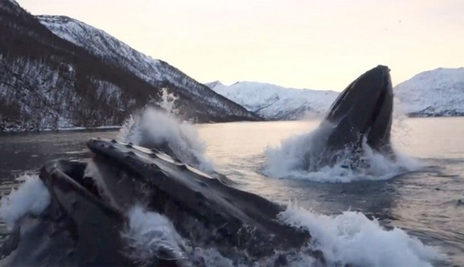 6 Humpback Whales Burst From The Water Feet Away From Stunned Boaters ...