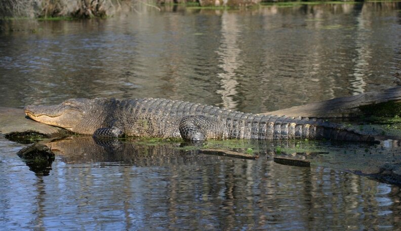 Pet Alligator Evicted From Washington Apartment - The Dodo