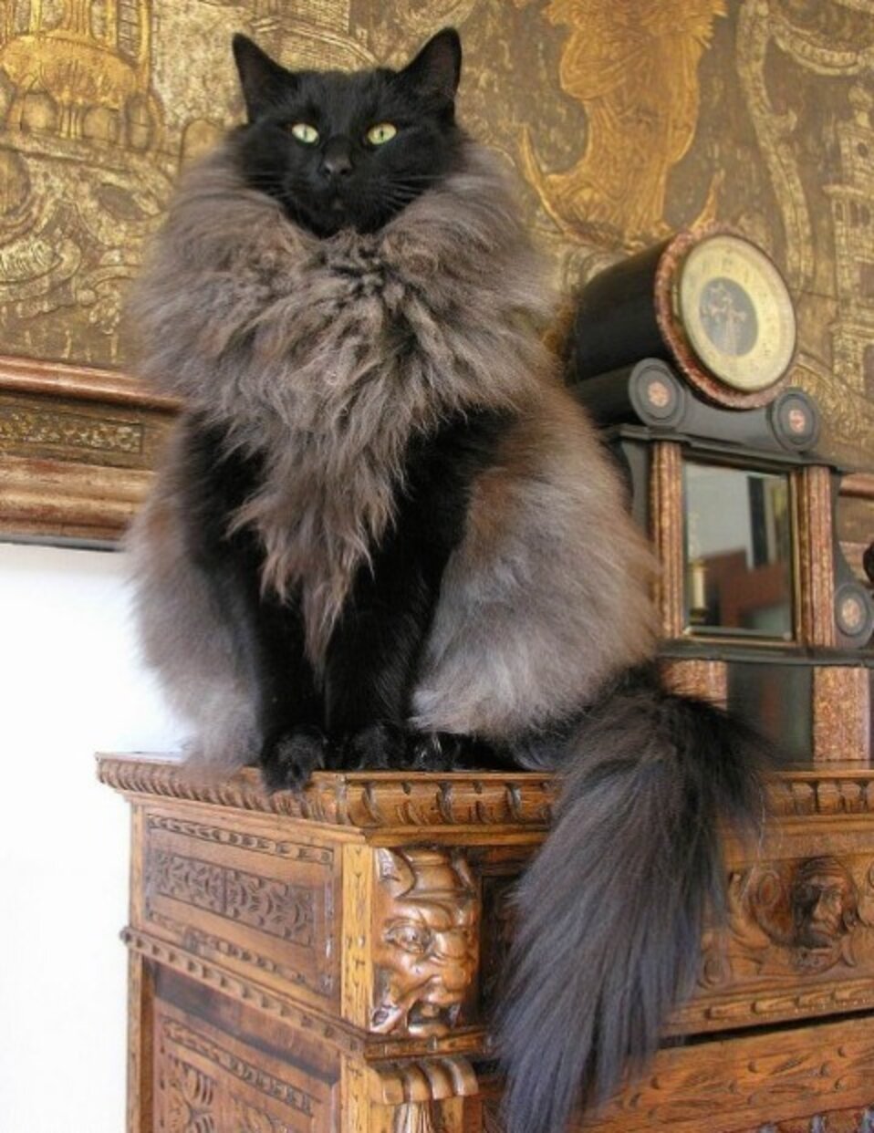 16 Cats Who Don't Even Look Real - The Dodo