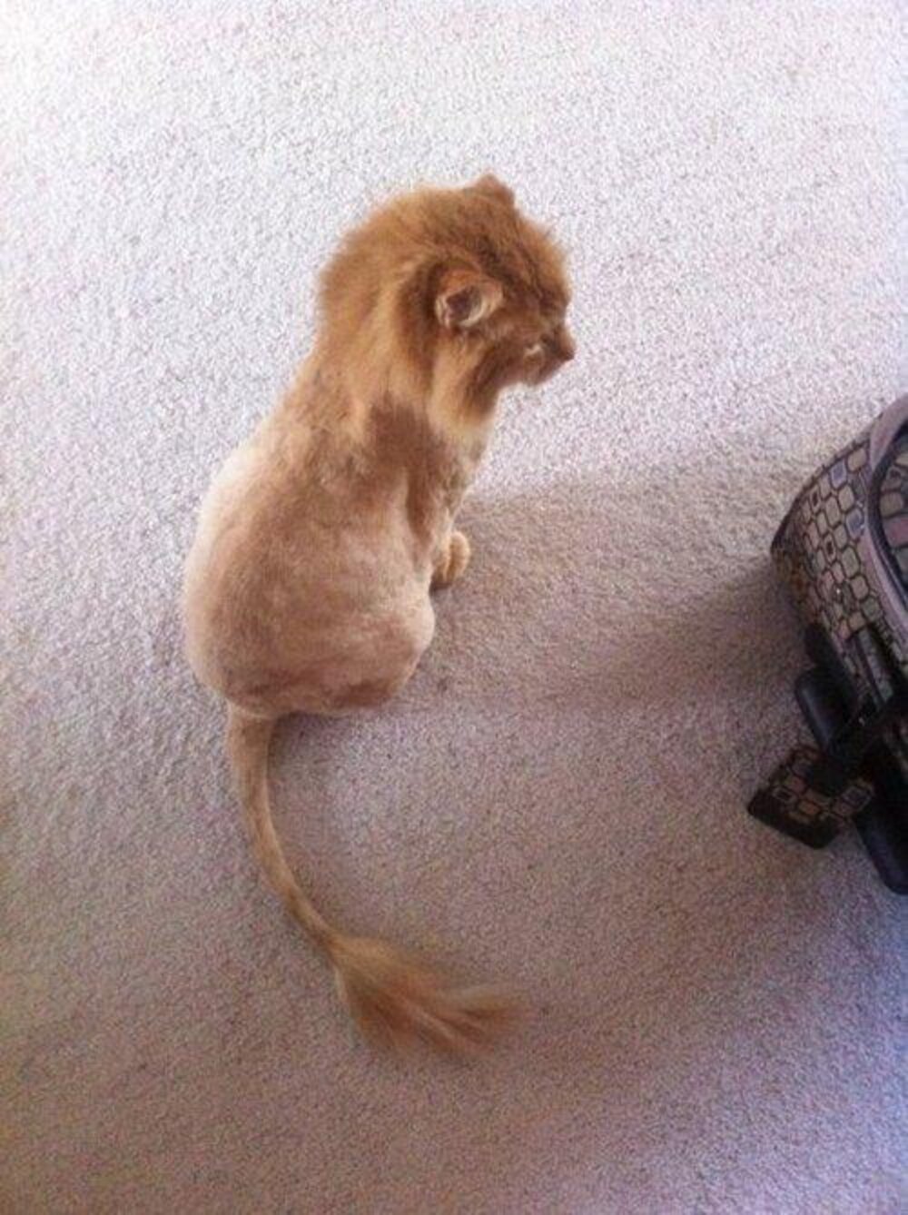 16 Cats Who Don't Even Look Real - The Dodo