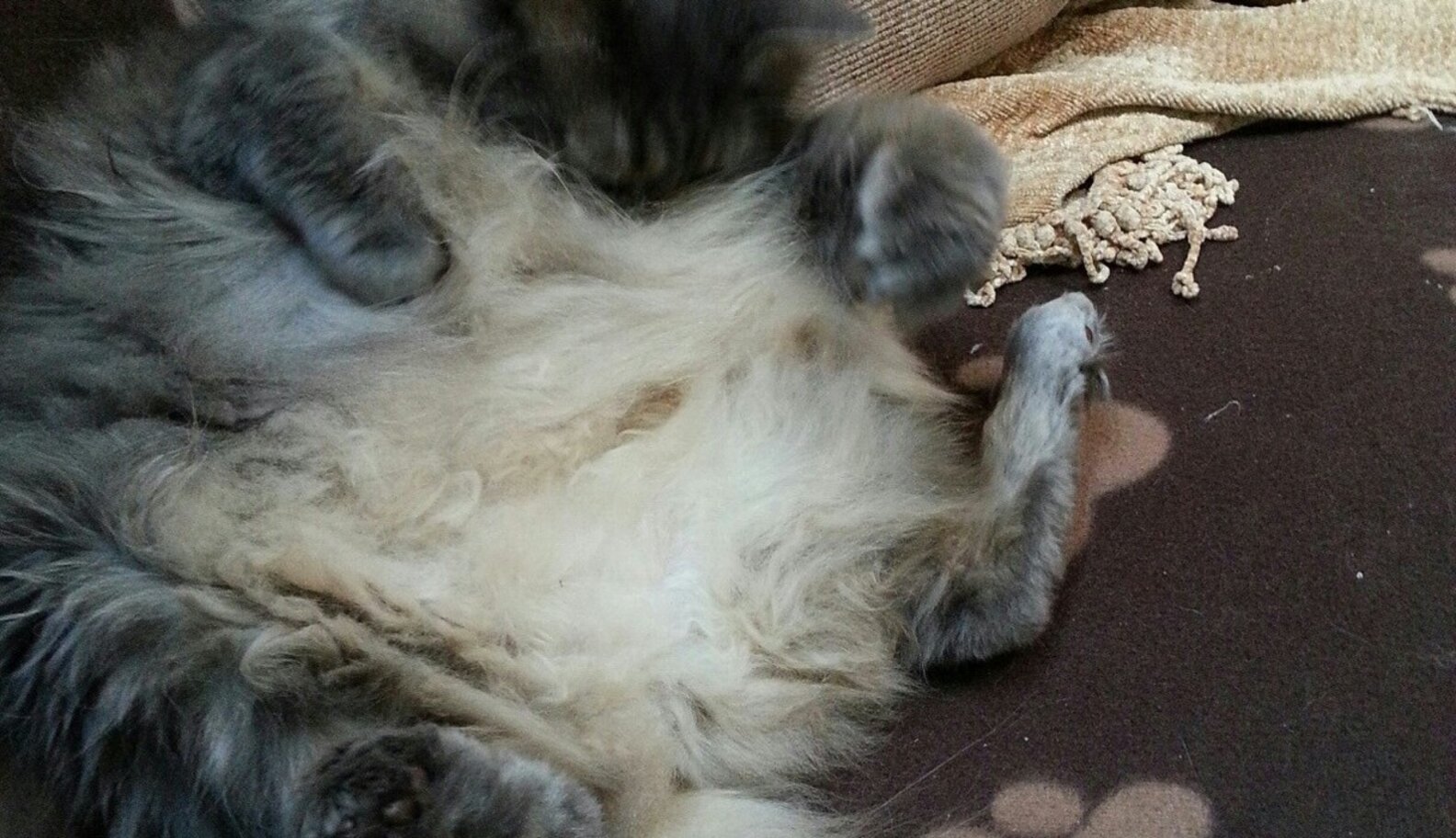 16 Cats Who Don't Even Look Real - The Dodo