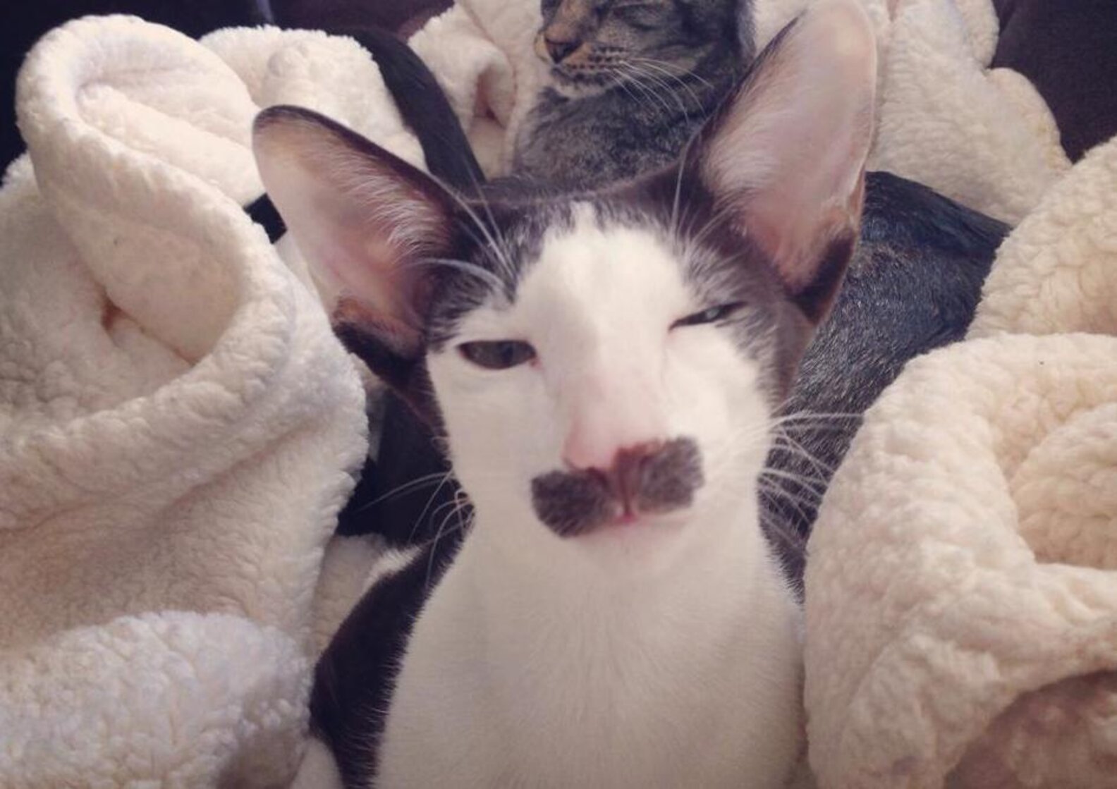 16 Cats Who Don't Even Look Real - The Dodo