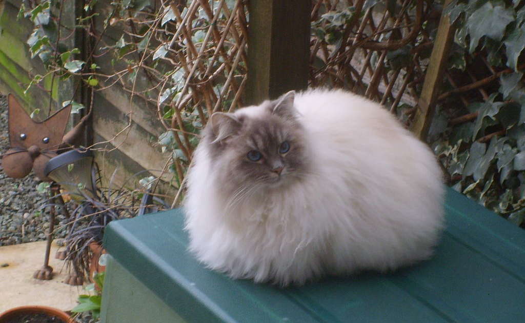 16 Cats Who Don't Even Look Real - The Dodo