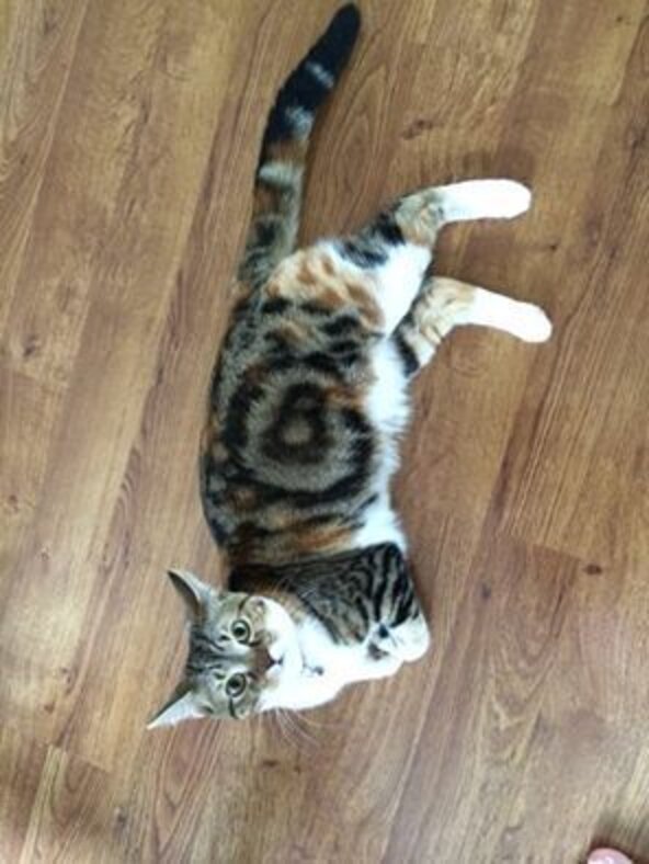 16 Cats Who Don't Even Look Real - The Dodo