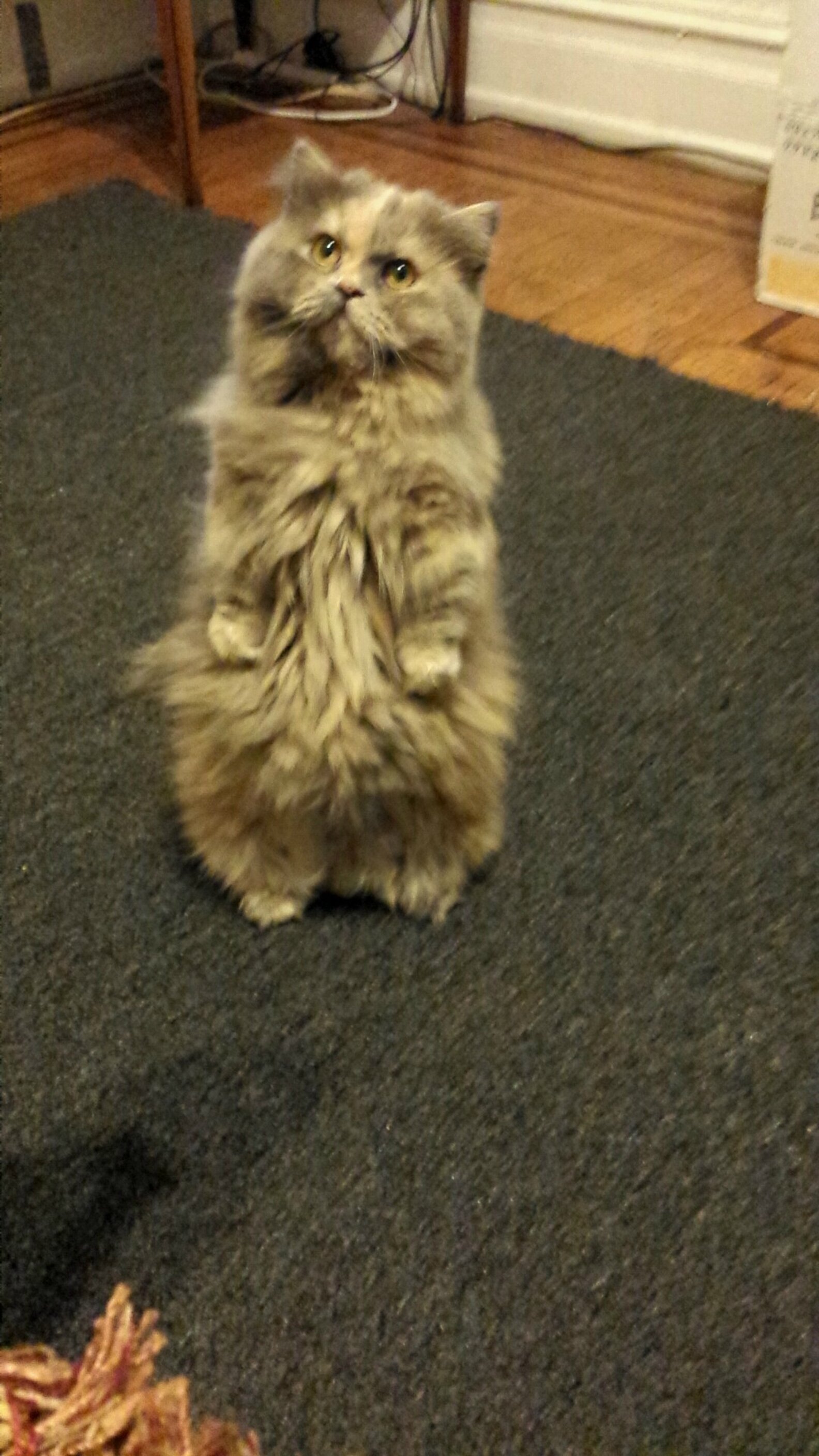 16 Cats Who Don't Even Look Real - The Dodo