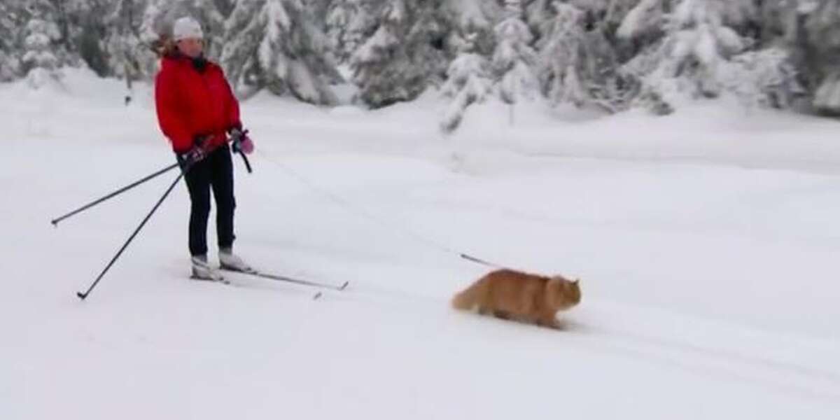 Cat Goes Skiing And LOVES Every Minute Of It - The Dodo