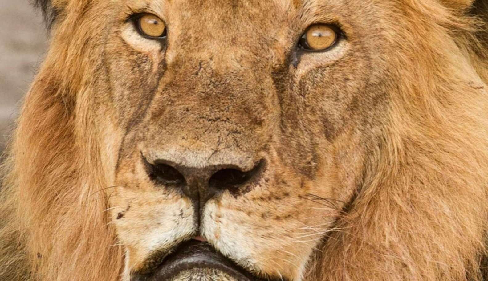 How to Save the Lions - The Dodo